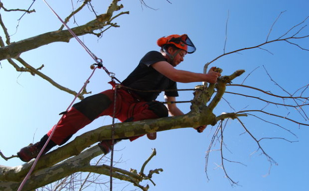 Les clés pour devenir un élagueur professionnel - topactualites.com