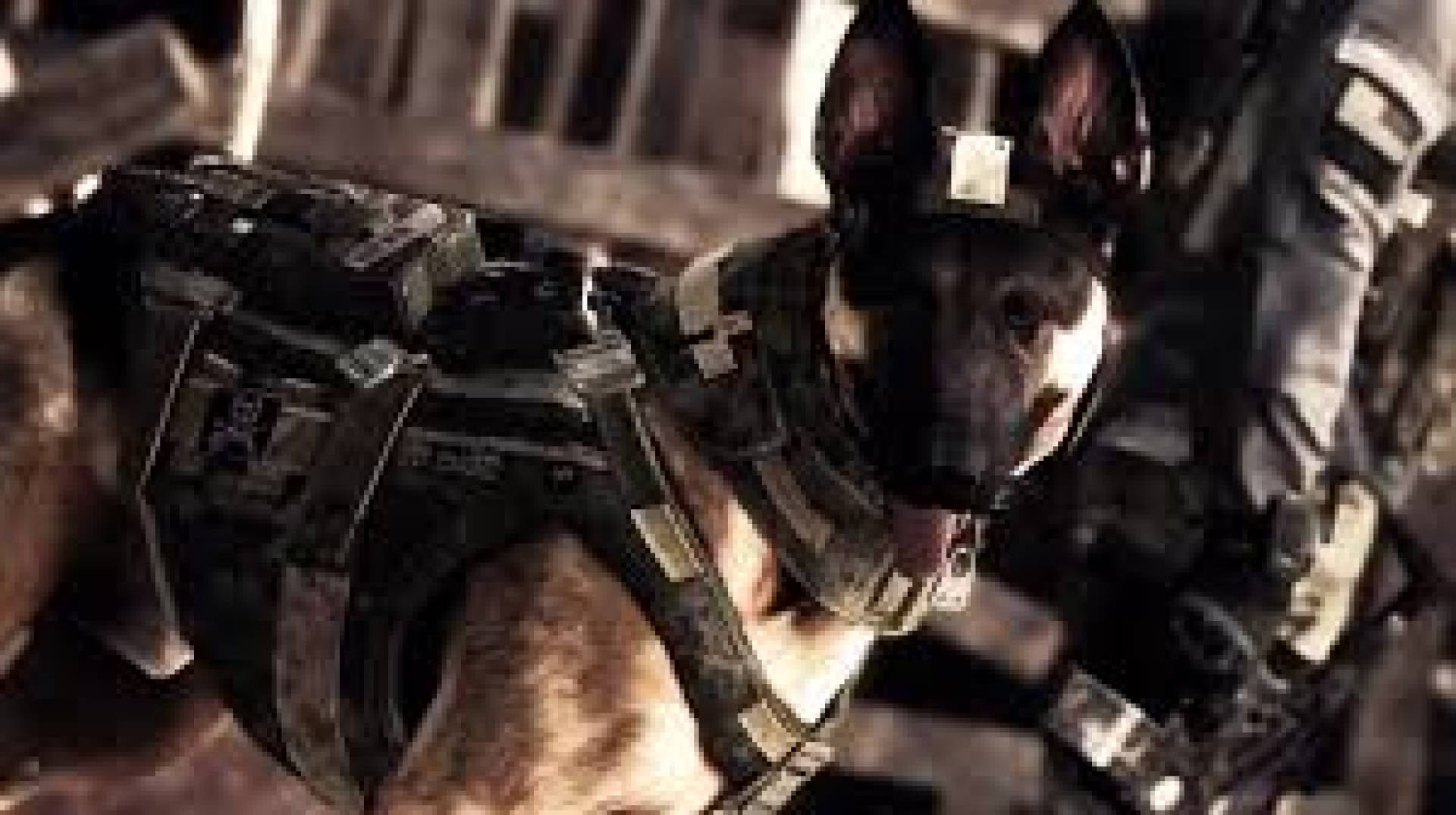 Call of Duty Modern Warfare : Comment débloquer le chien Riley